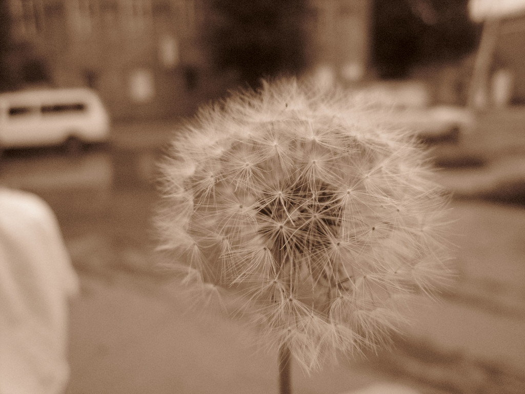 Peace Through Photography - GlobalGiving