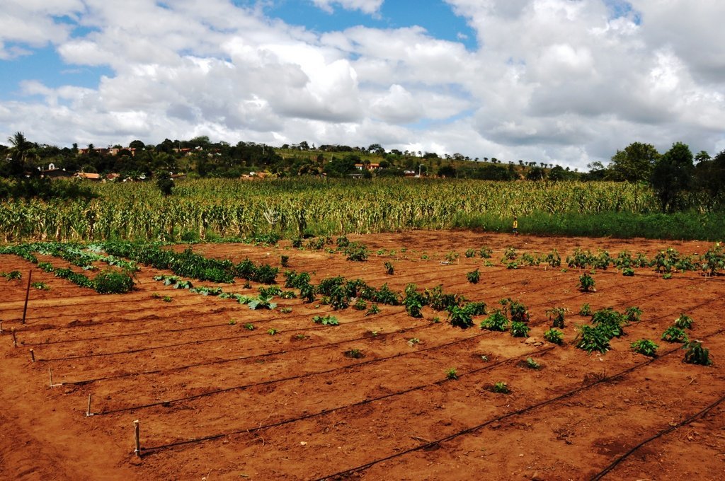 Climate Change has no boundaries:Help rural Brazil - GlobalGiving
