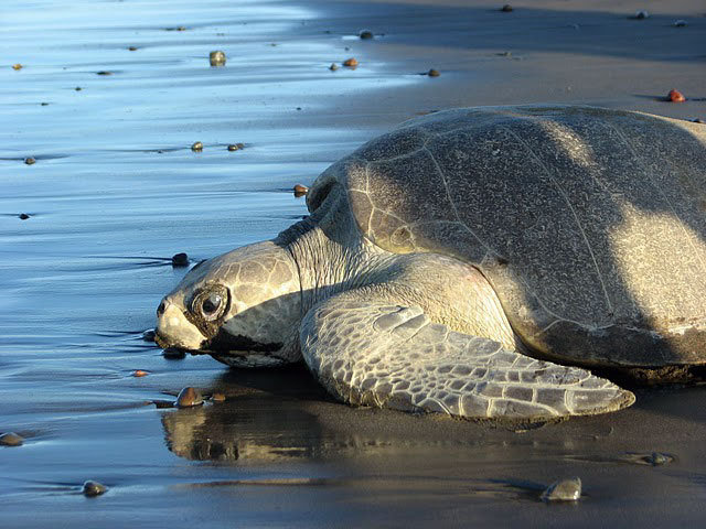 Helping the Olive Ridley Turtles, Costa Rica - GlobalGiving
