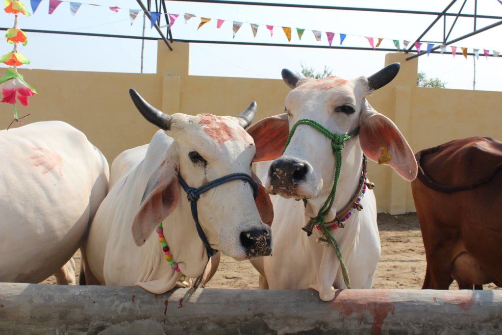 Save 500 Suffering Animals in India - GlobalGiving