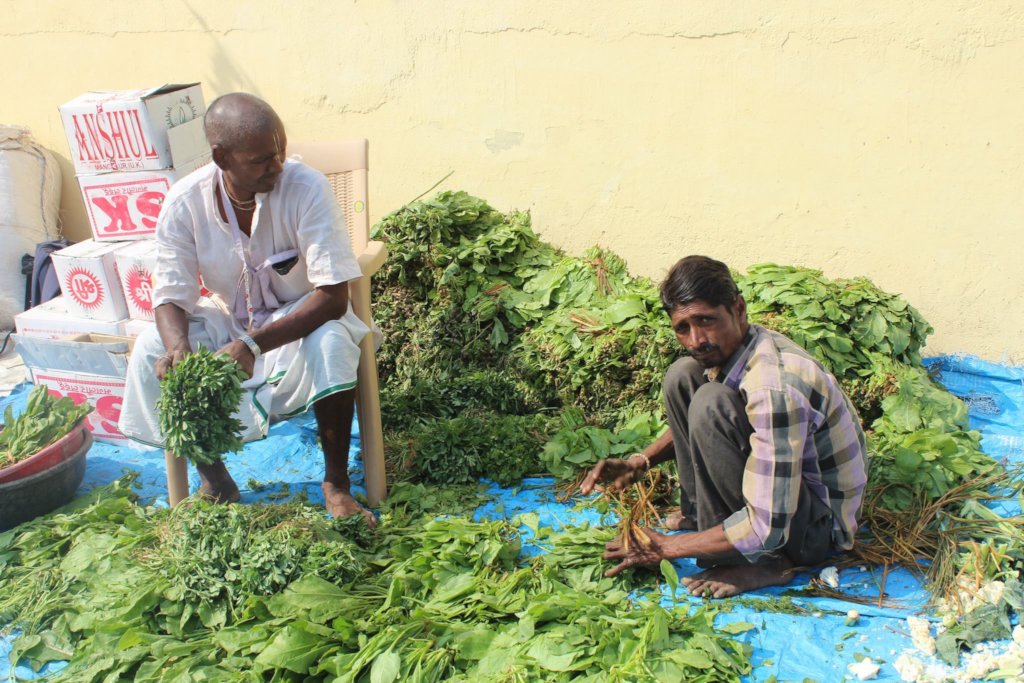 Save 500 Suffering Animals in India - GlobalGiving