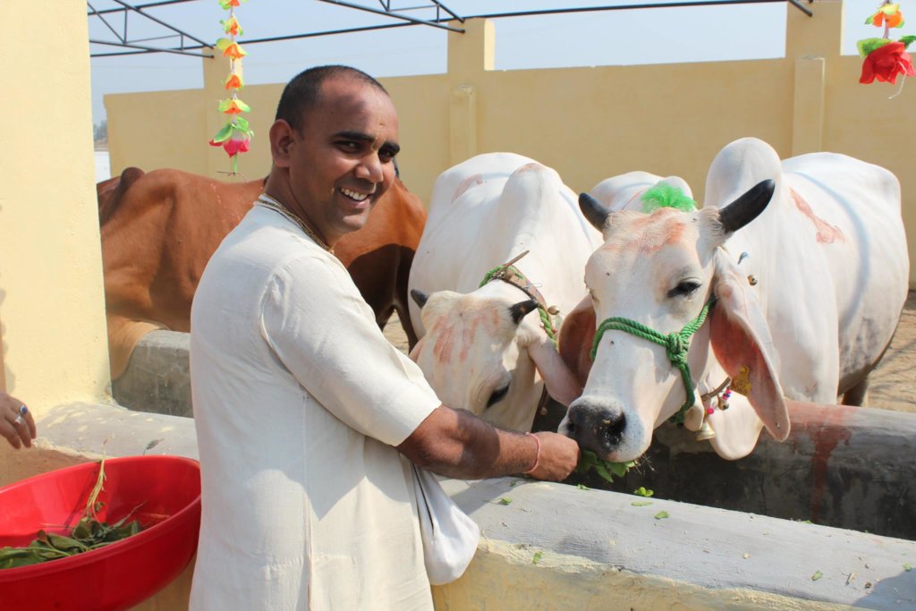 Save 500 Suffering Animals in India - GlobalGiving