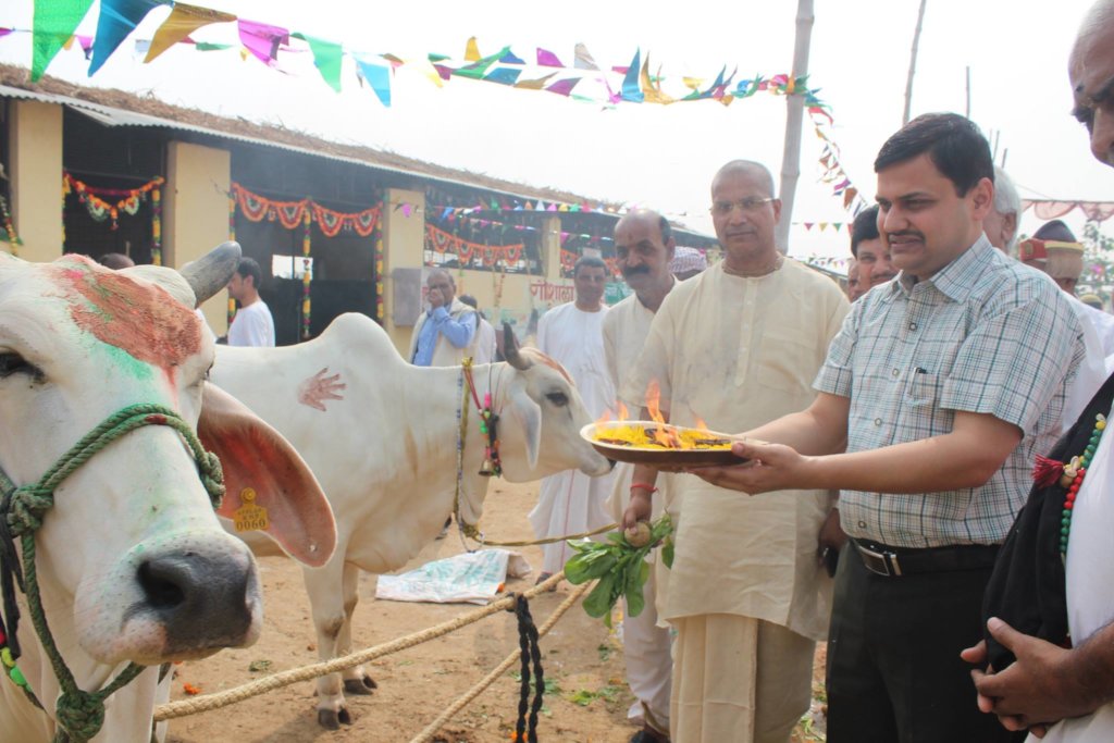 Save 500 Suffering Animals in India - GlobalGiving