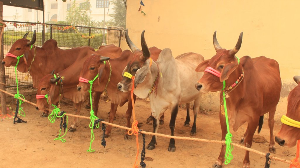 Save 500 Suffering Animals in India - GlobalGiving