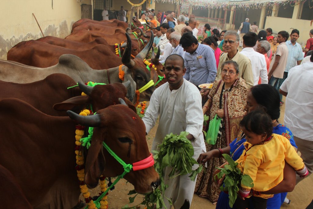 Save 500 Suffering Animals in India - GlobalGiving