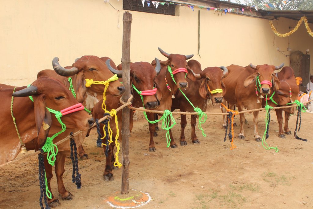 Save 500 Suffering Animals in India - GlobalGiving