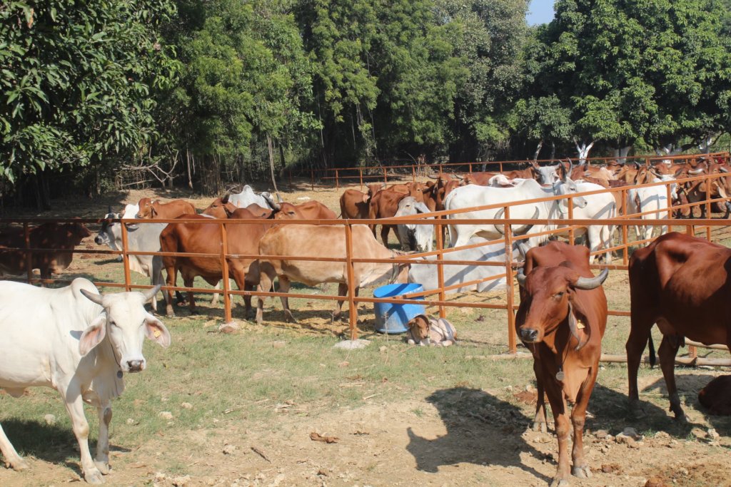 Save 500 Suffering Animals in India - GlobalGiving