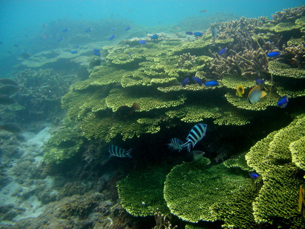 Check Coral Reef in 6 Hotspots of Taiwan - GlobalGiving