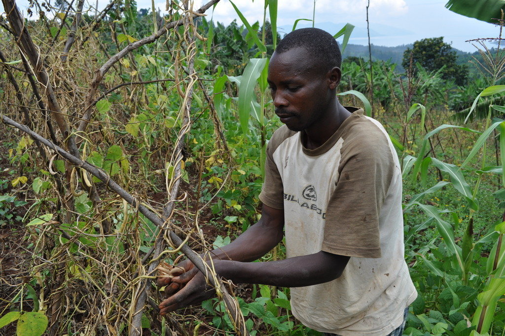 Help 500 Rwandan Farm Families Double Their Income - GlobalGiving