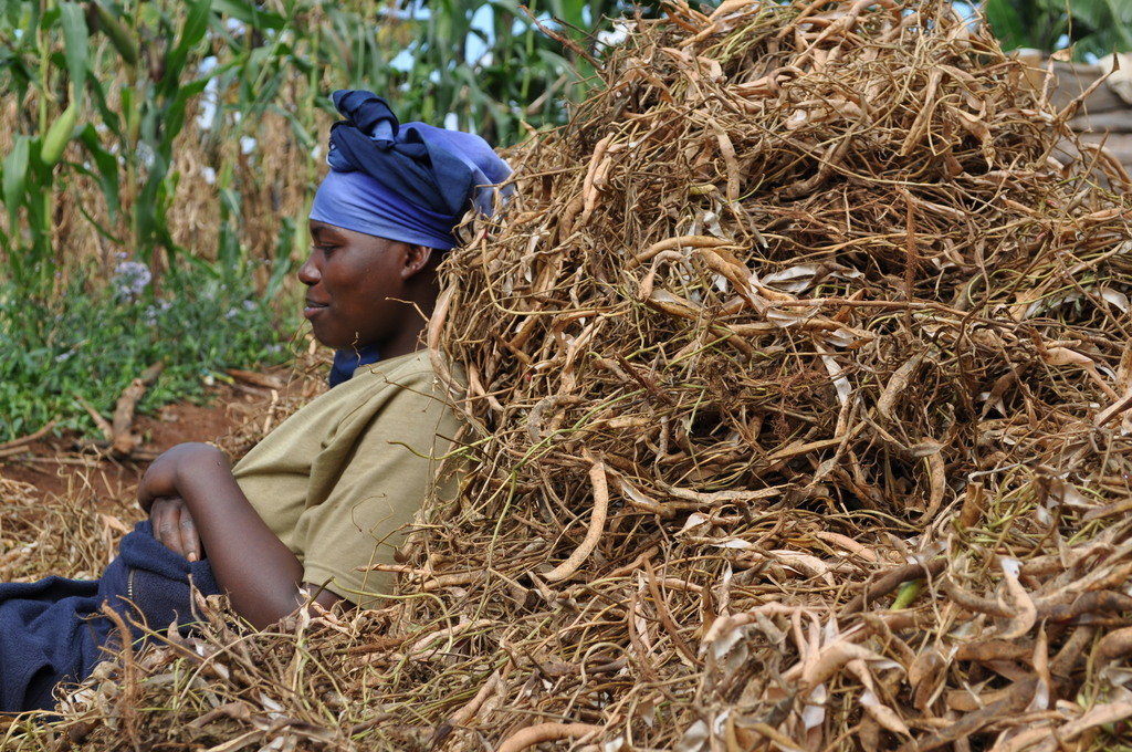 Help 500 Rwandan Farm Families Double Their Income - GlobalGiving