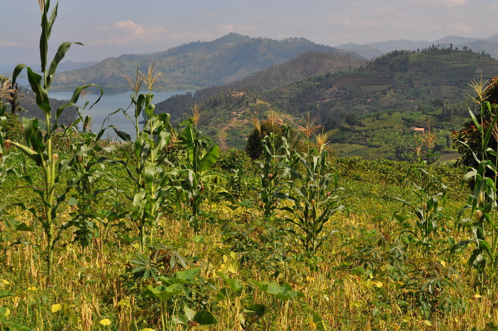 Help 500 Rwandan Farm Families Double Their Income - GlobalGiving