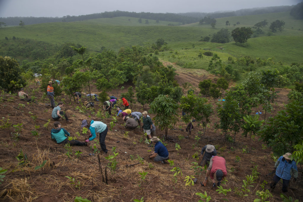 Restoring the worlds rainforests - GlobalGiving