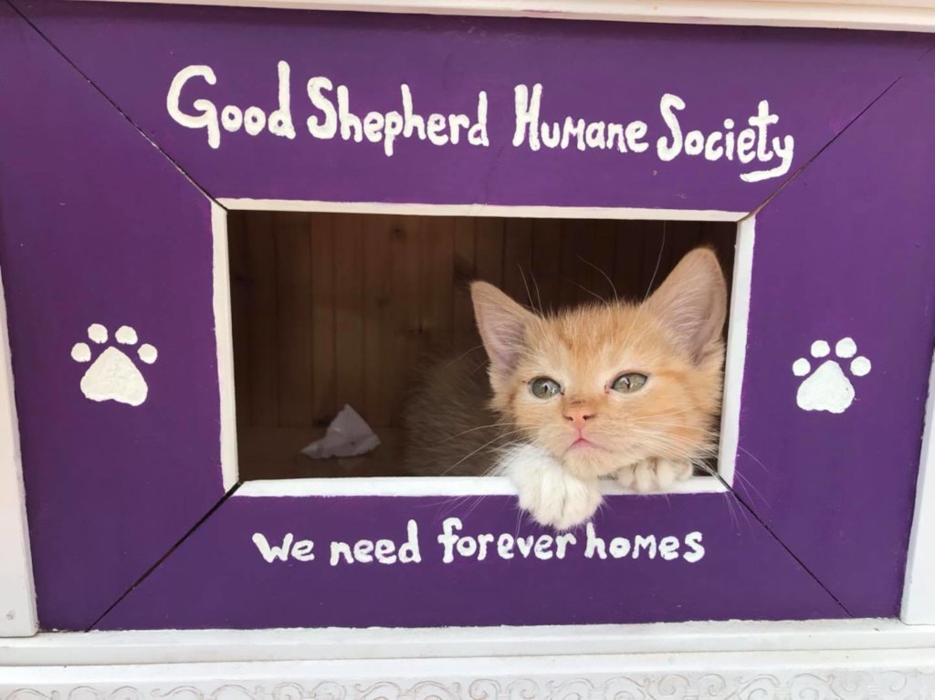 Emergency Veterinary Medical Fund - GlobalGiving