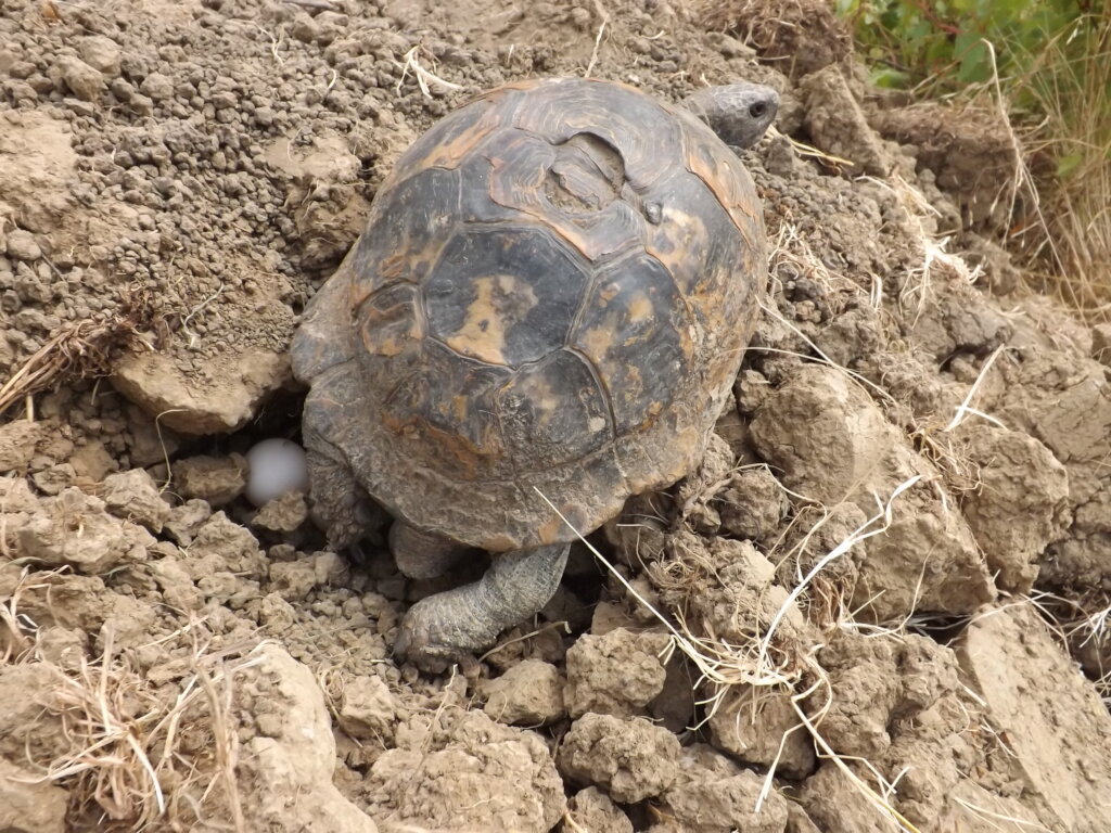 Help handicaped tortoises in a Rescue Centre - GlobalGiving