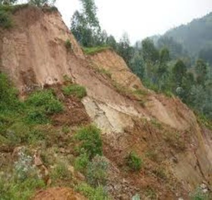 Plant 40,000 Trees In Northern Rwanda - GlobalGiving