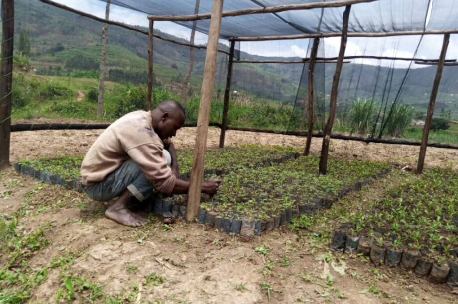 Plant 40,000 Trees In Northern Rwanda - GlobalGiving