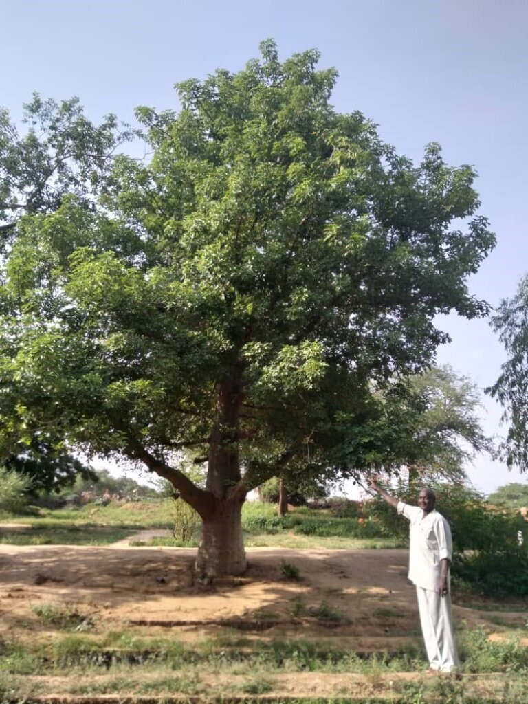 Healing the Desert with Trees in Darfur - GlobalGiving