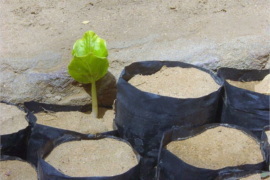 Healing the Desert with Trees in Darfur - GlobalGiving