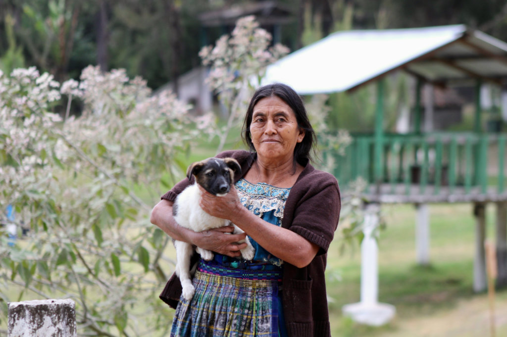 Brighter future for 275 dogs of Guatemalan dump - GlobalGiving