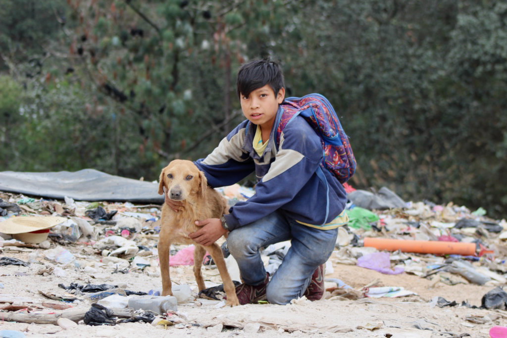 Brighter future for 275 dogs of Guatemalan dump - GlobalGiving