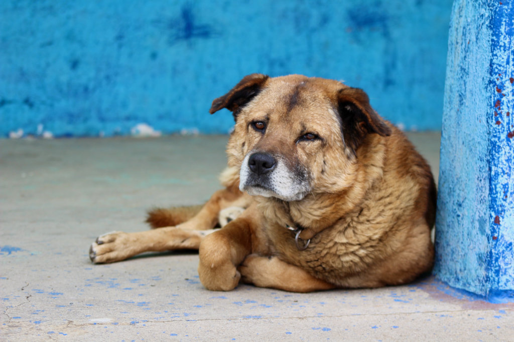 Brighter future for 275 dogs of Guatemalan dump - GlobalGiving