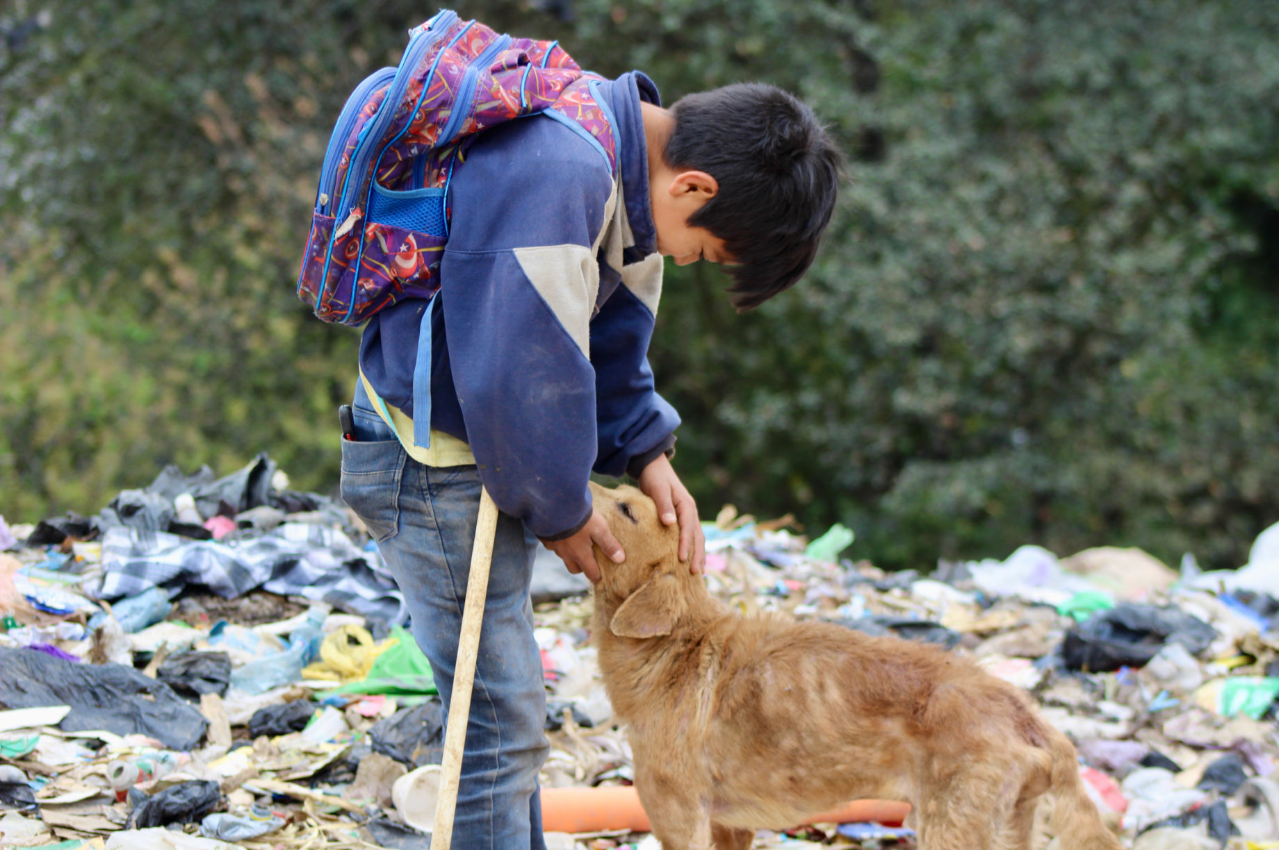 Brighter future for 275 dogs of Guatemalan dump - GlobalGiving
