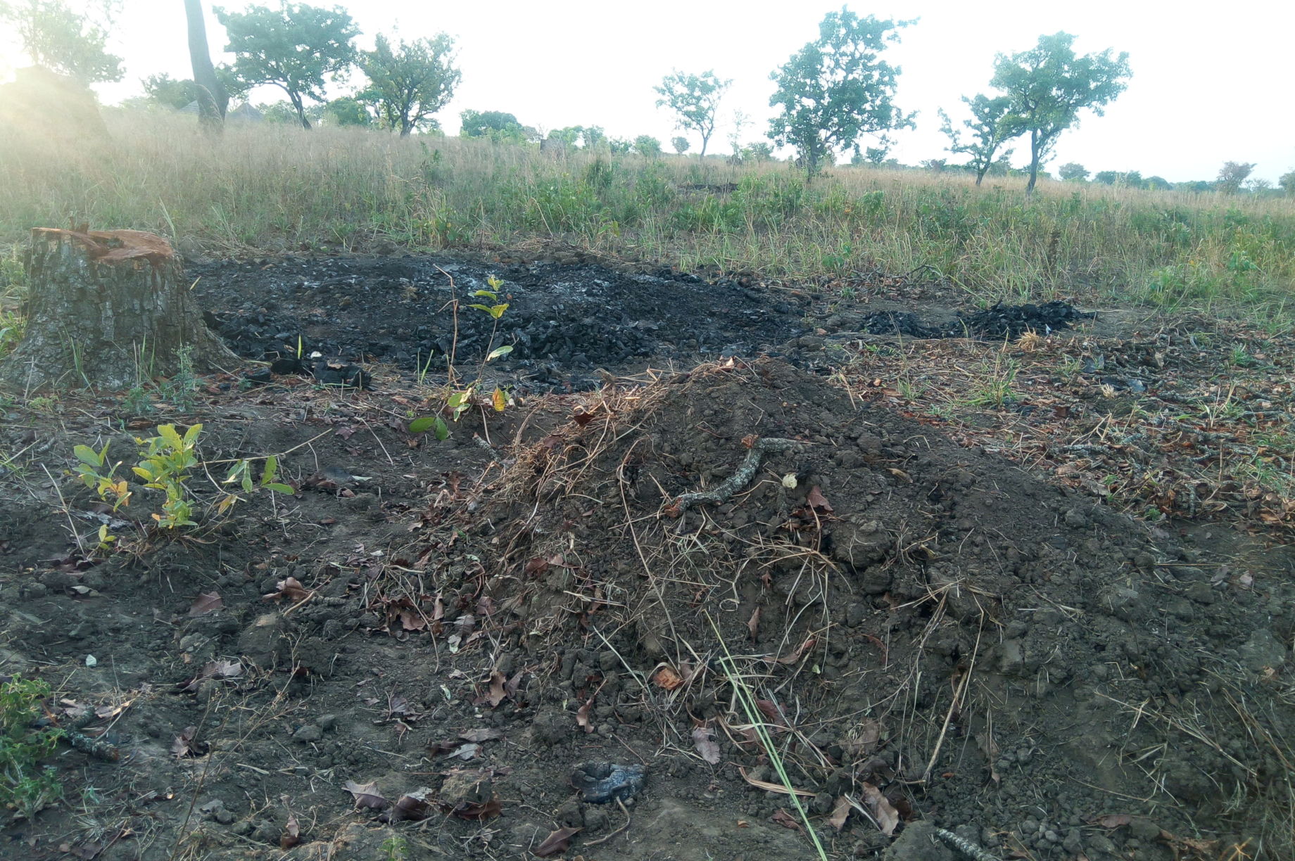 Save the Shea nut trees to conserve environment: - GlobalGiving
