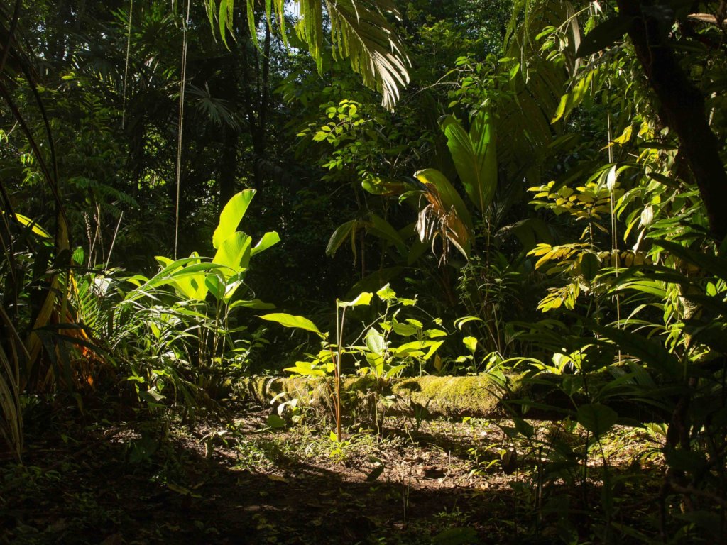 Help Tackle the Conservation and Climate Crisis - GlobalGiving