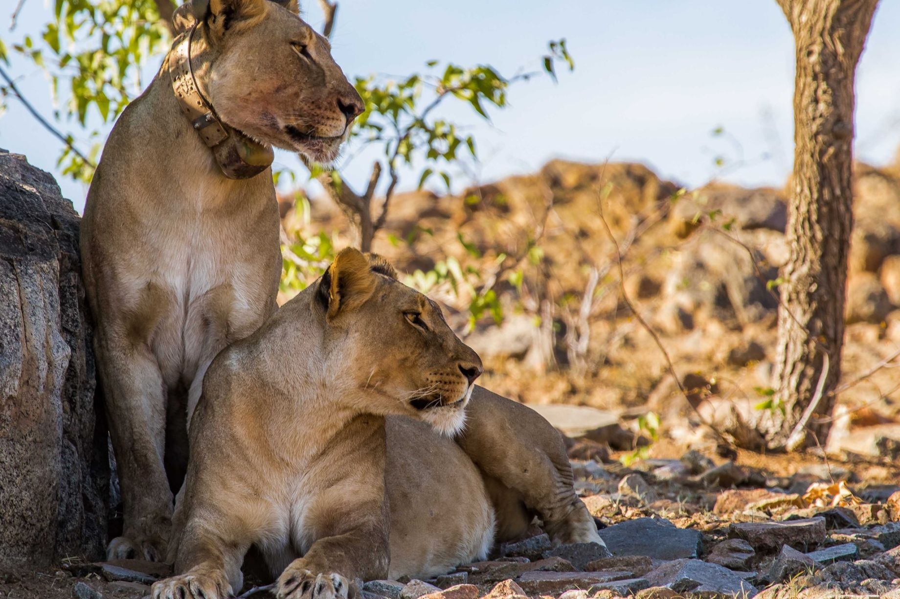Protect lions in Namibia from retaliatory killings - GlobalGiving