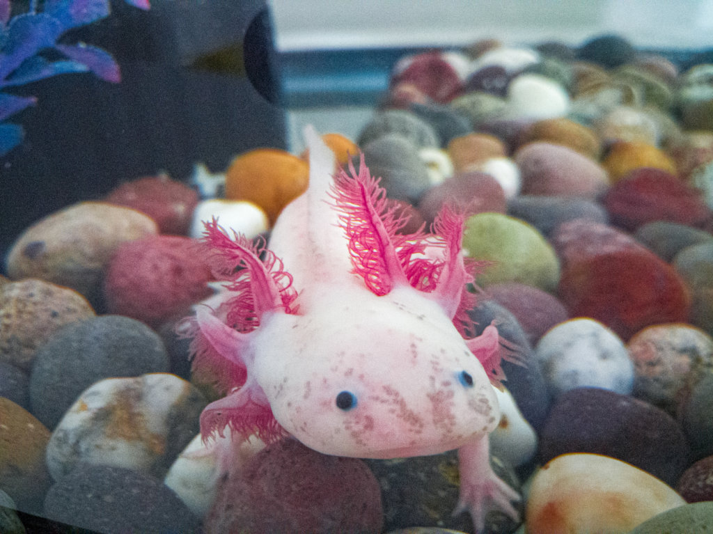 Create a refuge for the Axolotl in Xochimilco - GlobalGiving
