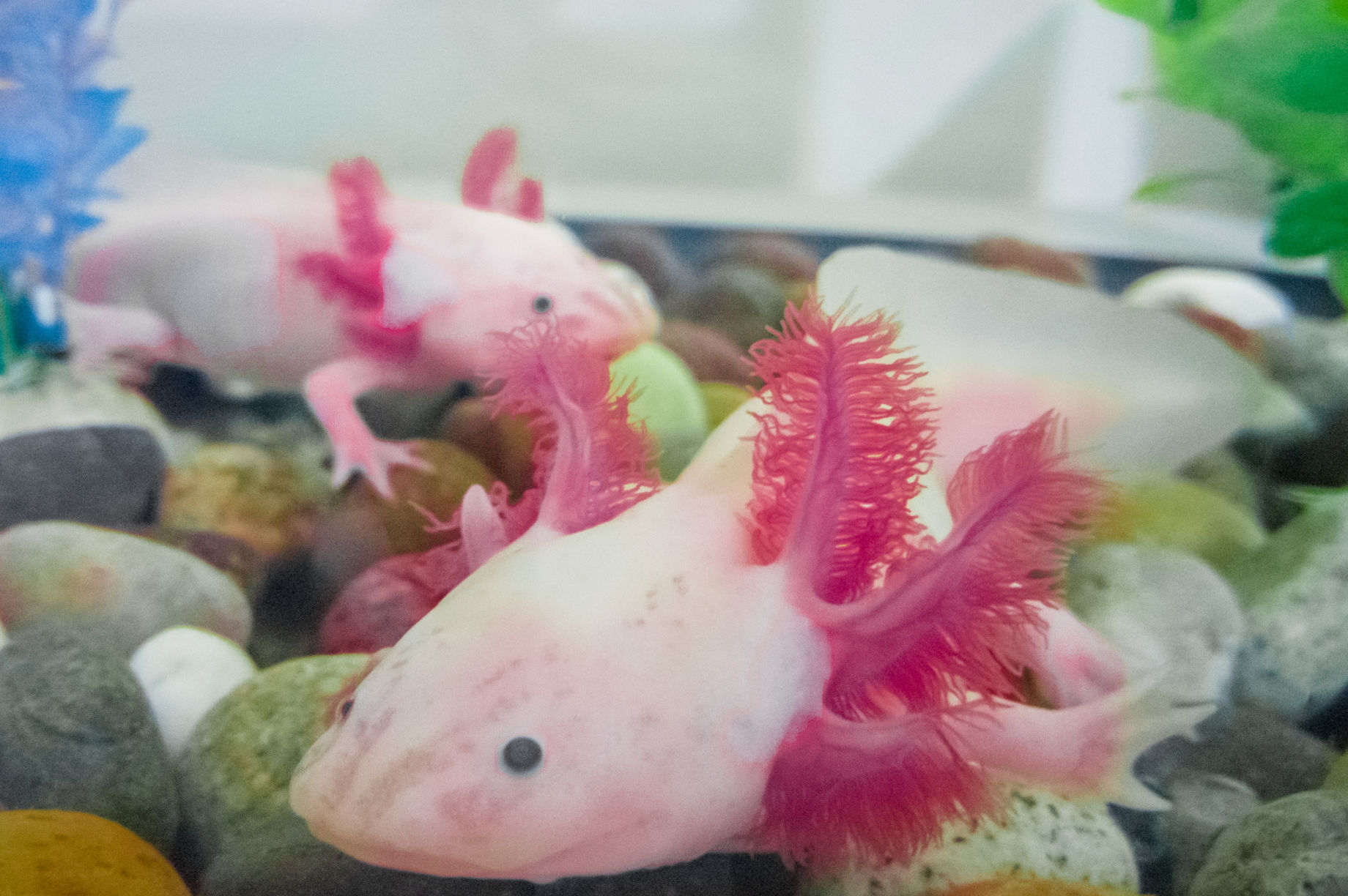 Create a refuge for the Axolotl in Xochimilco - GlobalGiving