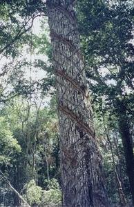 Saving Mexico's Forests, People and Wildlife - GlobalGiving