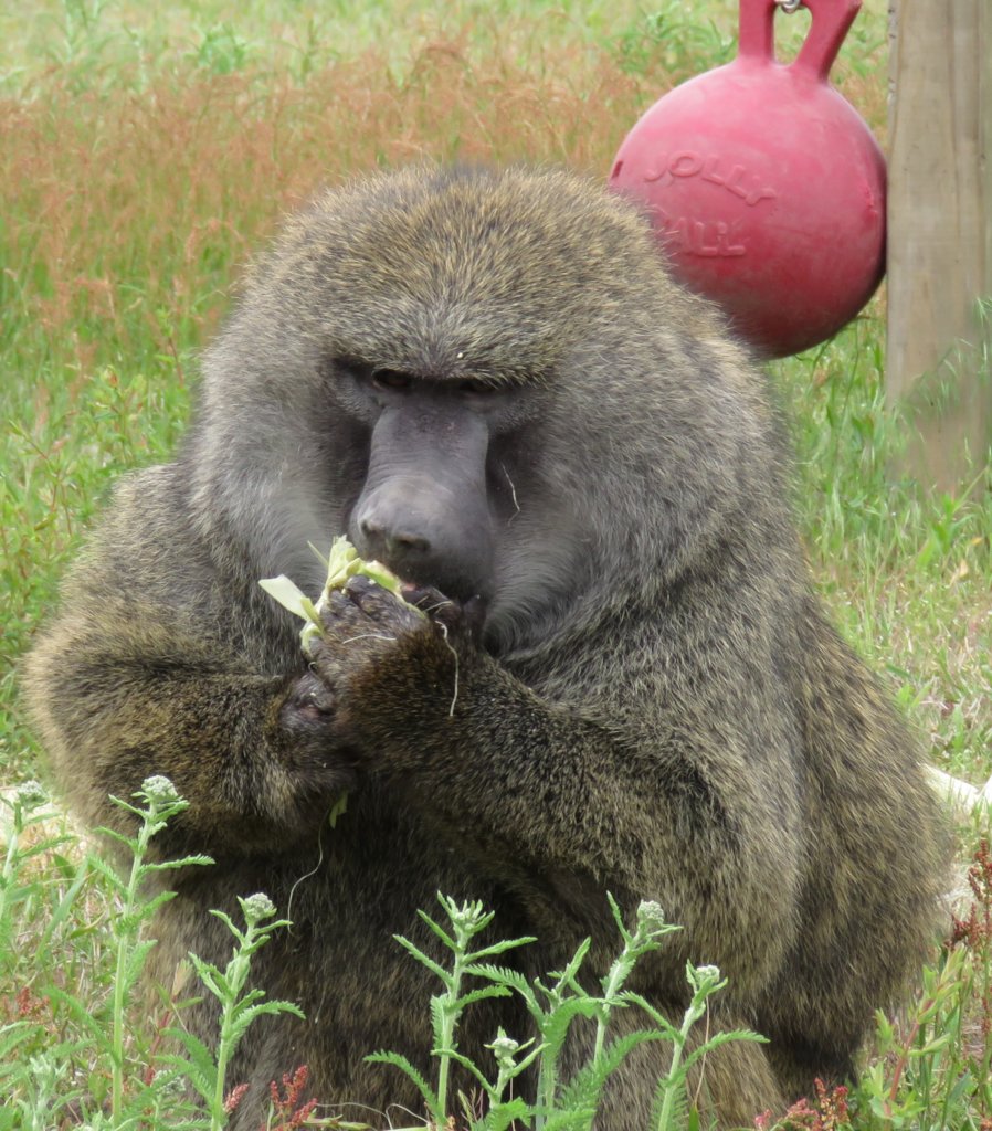 Fruit Trees for Retired Primates - GlobalGiving