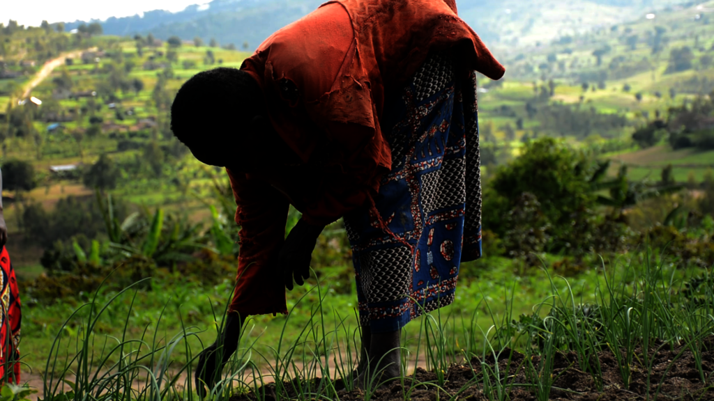 Fight hunger for 300 poor households in Rwanda - GlobalGiving