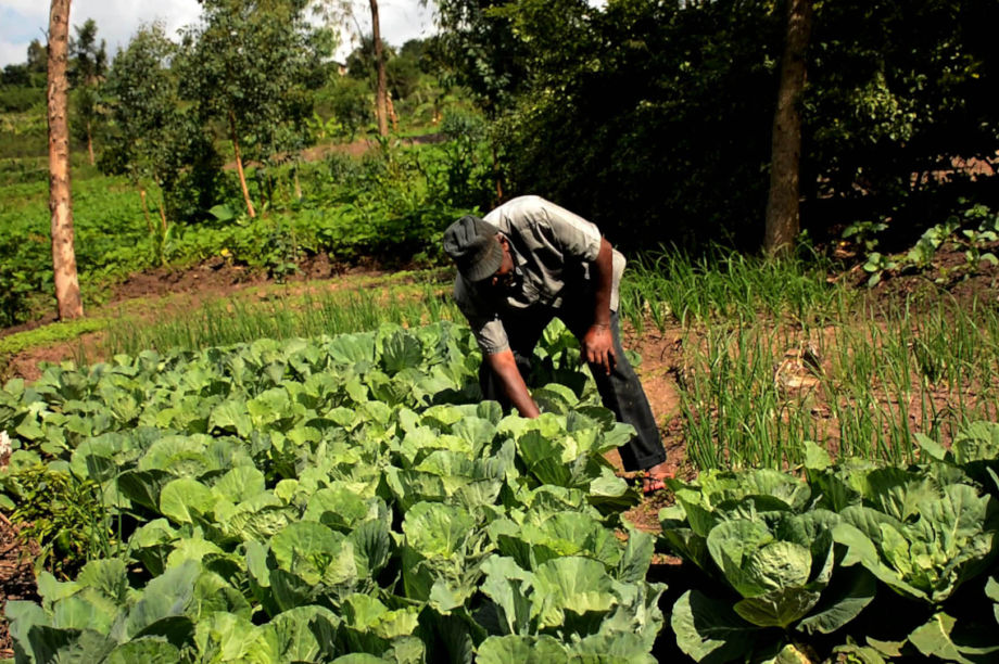 Fight hunger for 300 poor households in Rwanda - GlobalGiving