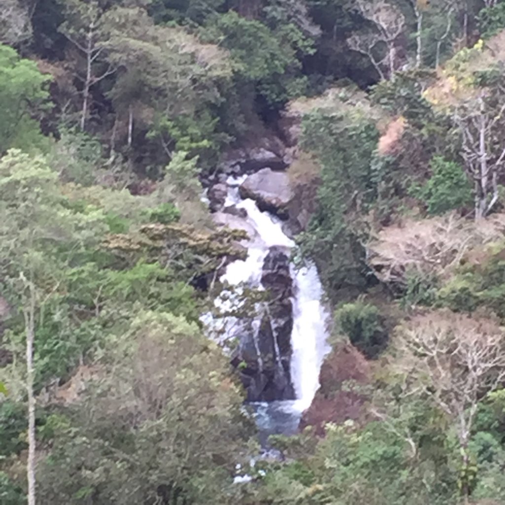 Future Forest Now: Plant 100 Trees for Earth Day - GlobalGiving