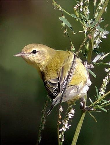 Adopt Oak Forest in the Tropical Andes - GlobalGiving