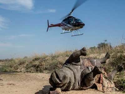 FIGHTING POACHING - SAVING RHINO - GlobalGiving