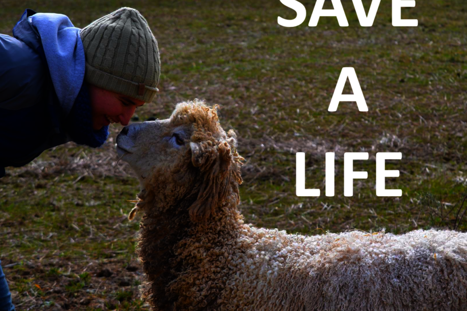 Vet Care for Rescued Farm Animals - GlobalGiving