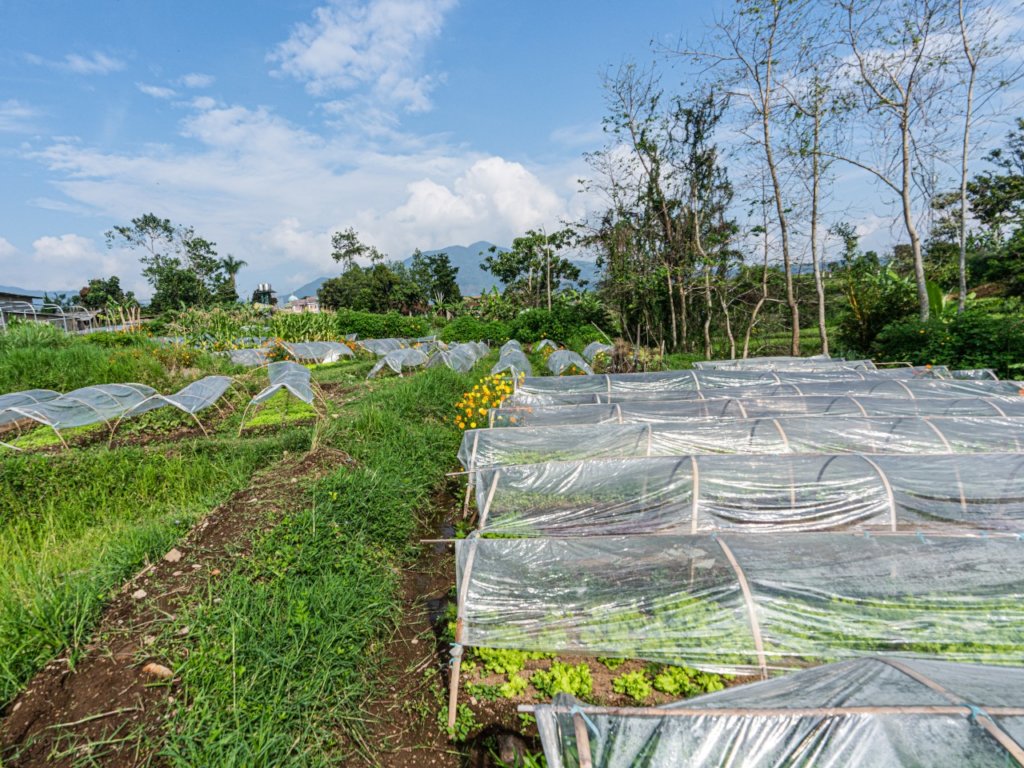 Food security through organic farming in Indonesia - GlobalGiving