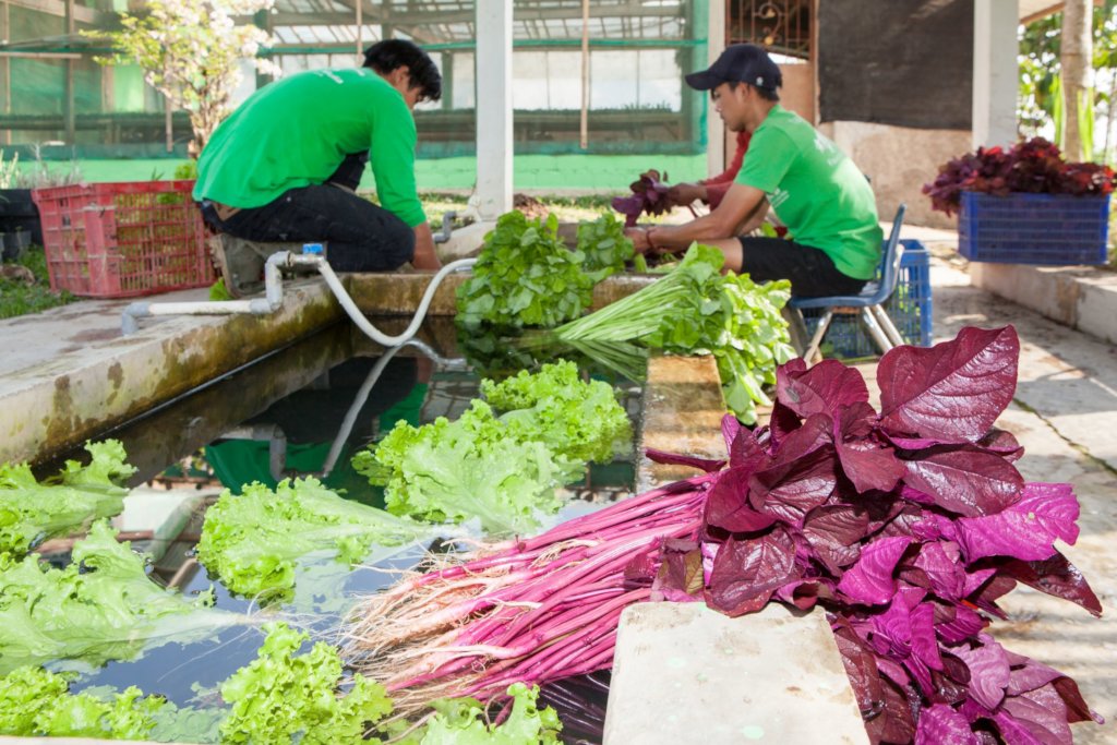 Food security through organic farming in Indonesia - GlobalGiving