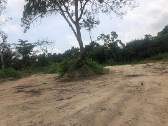 Restoring Riparian Ecosystems in Ghana - GlobalGiving