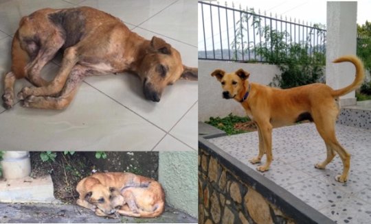 Making Happy Tails for Street Dogs in Rwanda - GlobalGiving