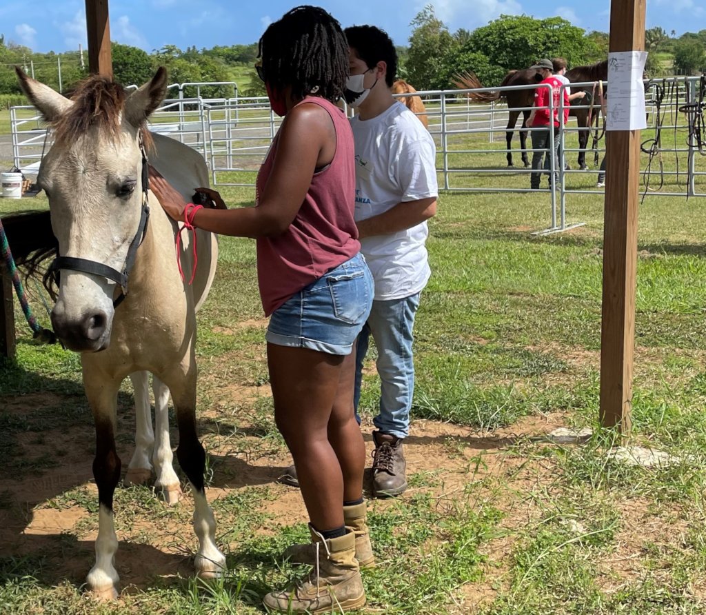 Support 5 Rescued Horses Who Help People in Need - GlobalGiving