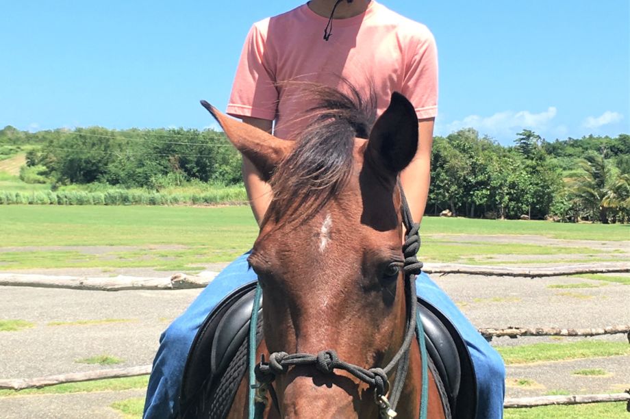 Support 5 Rescued Horses Who Help People in Need - GlobalGiving