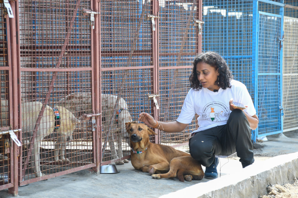 Ambulance project to save street animals In India - GlobalGiving