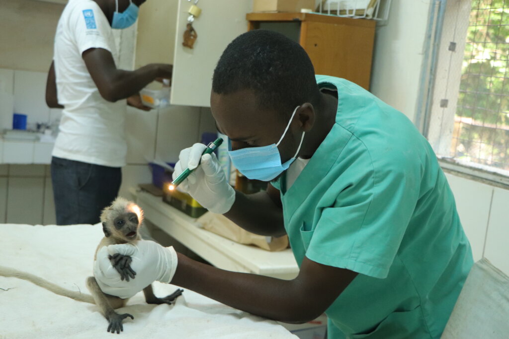 Emergency Appeal For Primate Rescue Center - GlobalGiving