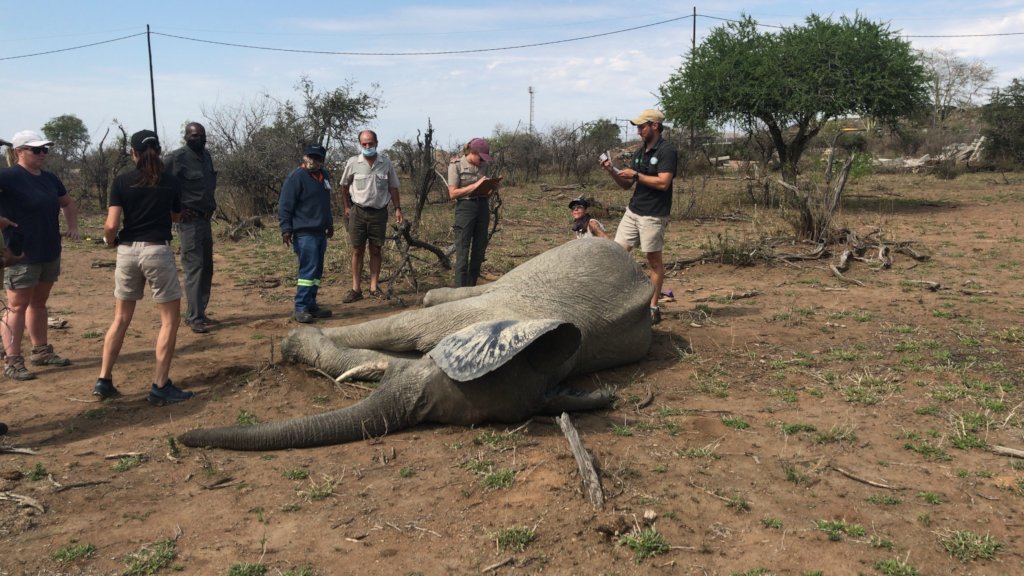 Dedicated wildlife rescue vehicle - GlobalGiving