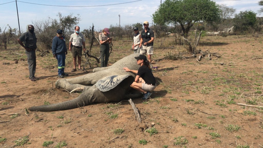 Dedicated wildlife rescue vehicle - GlobalGiving