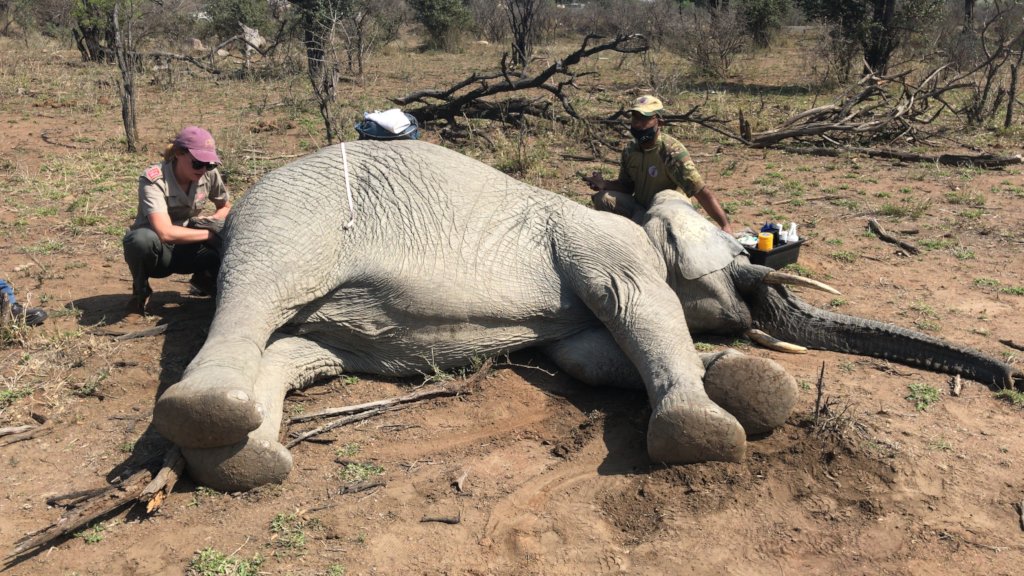 Dedicated wildlife rescue vehicle - GlobalGiving